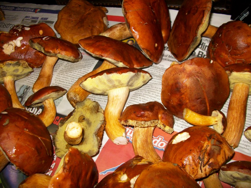 COCINA FACIL: Se huele el honguito